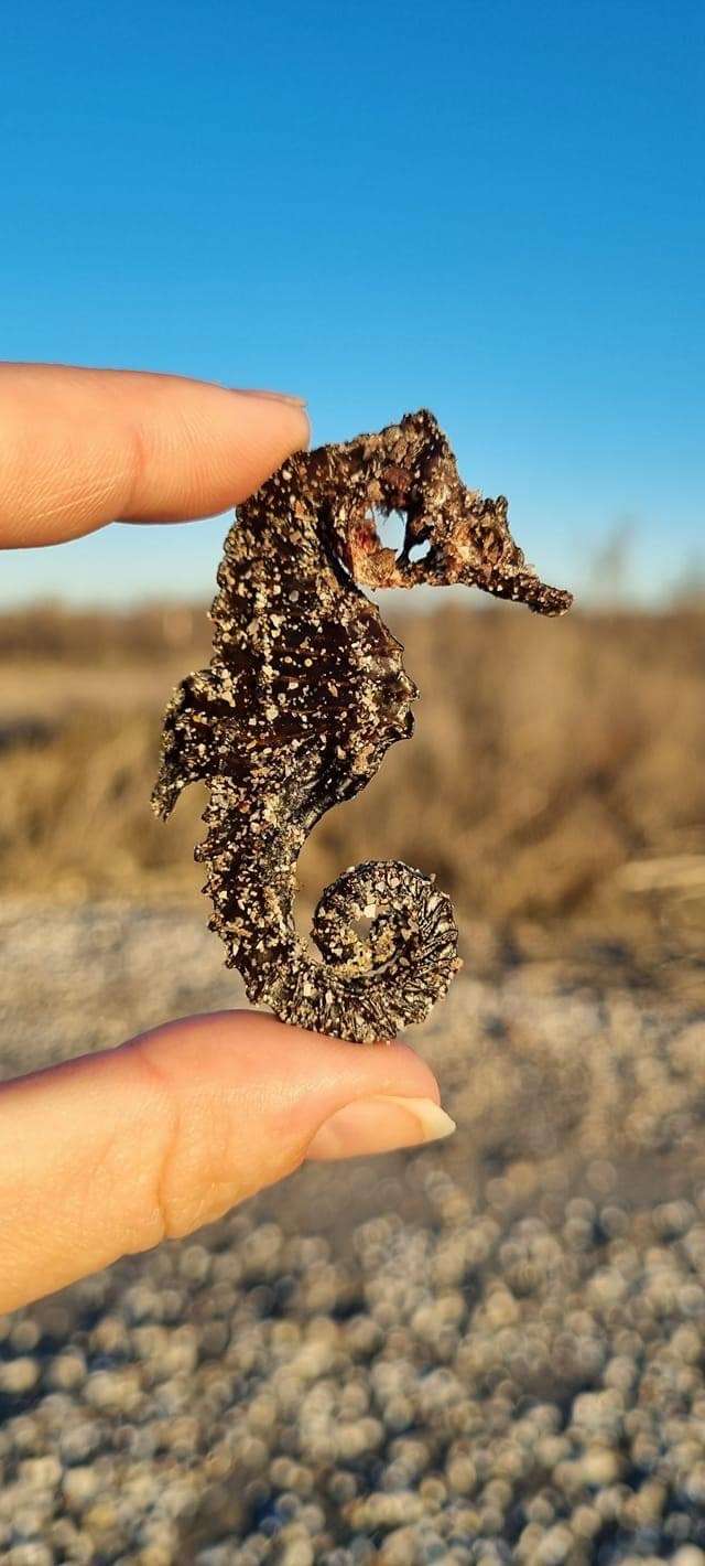 Le retour des hippocampes - GIPREB - Etang de Berre