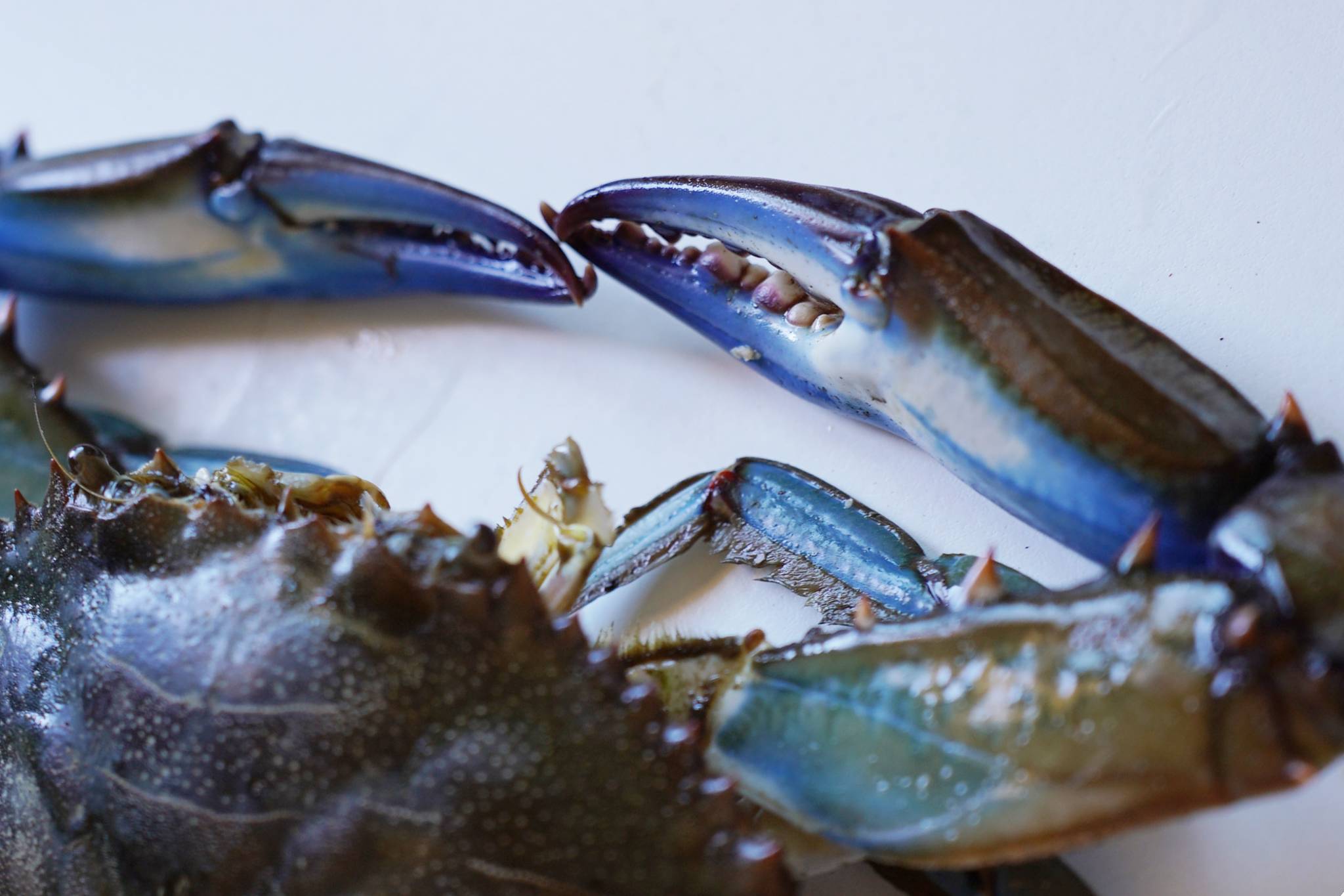 Qui est le Crabe Bleu ? | Identification & Caractéristiques - Étang de ...